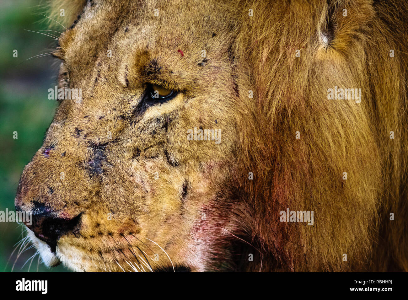 Head of a large lion. Kenya, Africa Stock Photo - Alamy