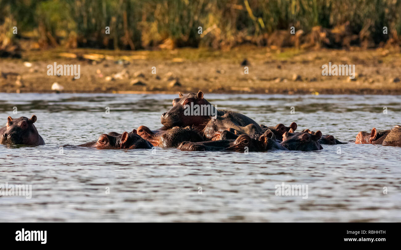 Naivasha hippos and family. Kenya, Africa Stock Photo - Alamy