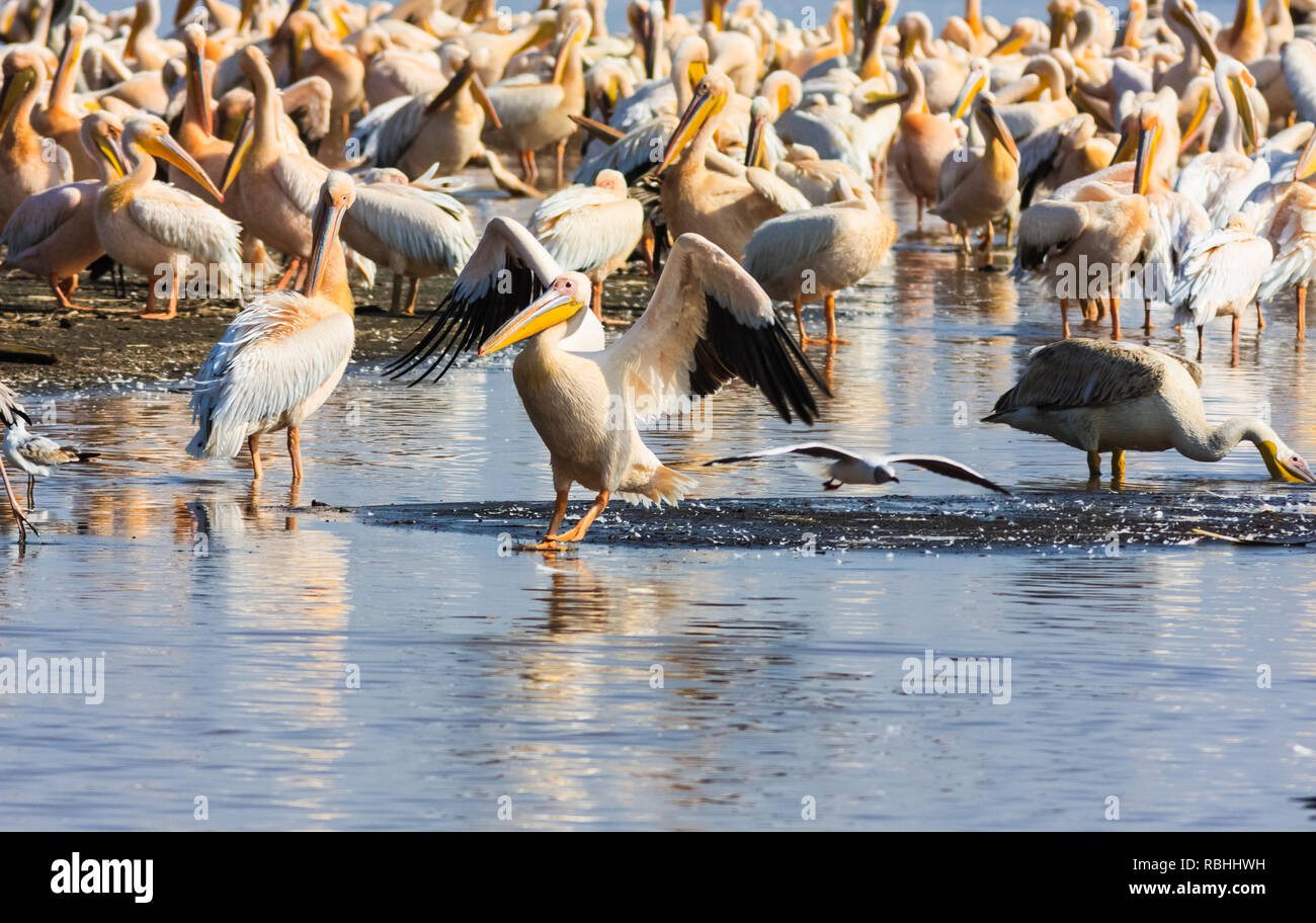 Pelicans on coast kenya hi-res stock photography and images - Alamy