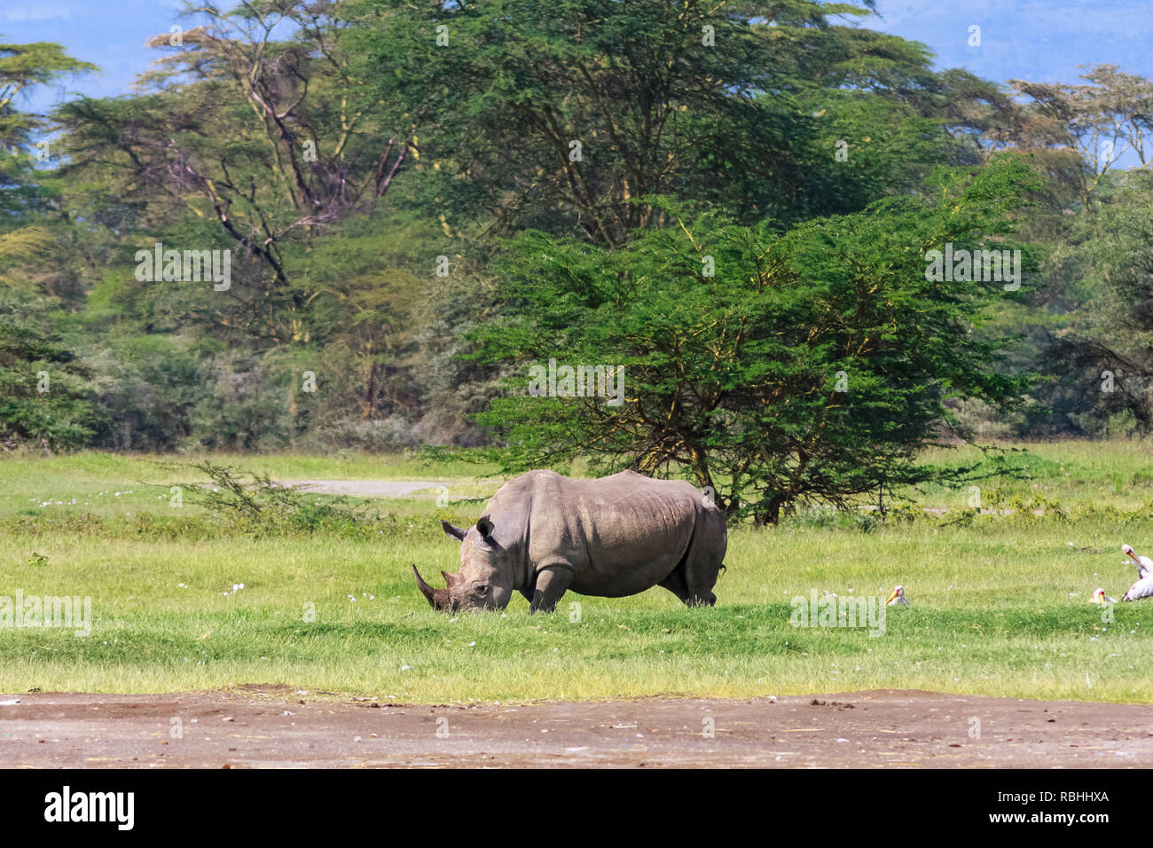 Large white rhino hi-res stock photography and images - Alamy