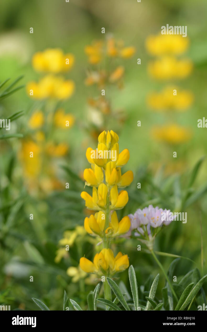 Yellow flower in green field Stock Photo - Alamy