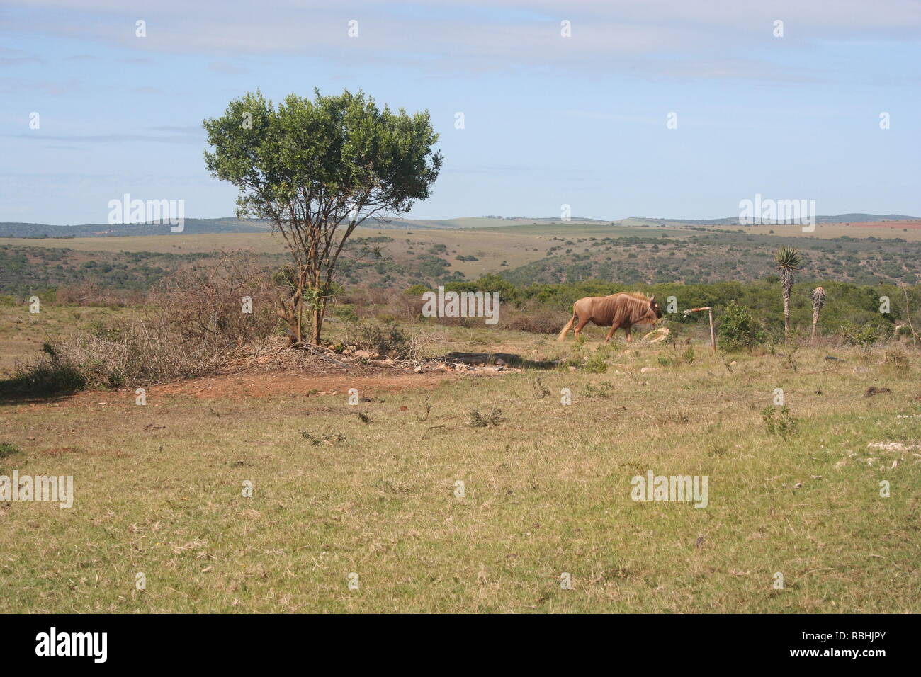 Game farm animals Stock Photo - Alamy