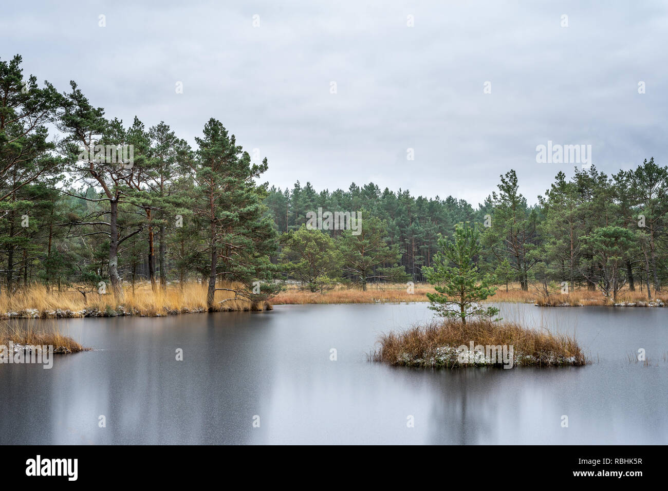 Lonely pine on the frozen lake in the forest Stock Photo - Alamy