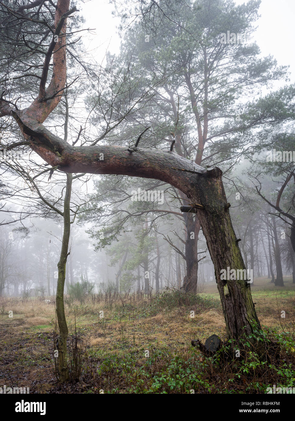 Trees in the misty forest Stock Photo - Alamy