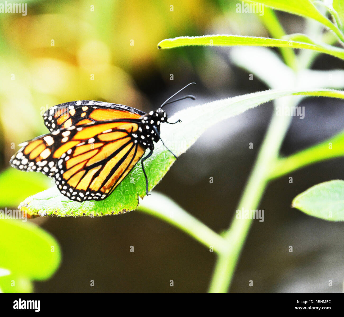 Monarch Butterfly (Danaus plexippus Stock Photo - Alamy