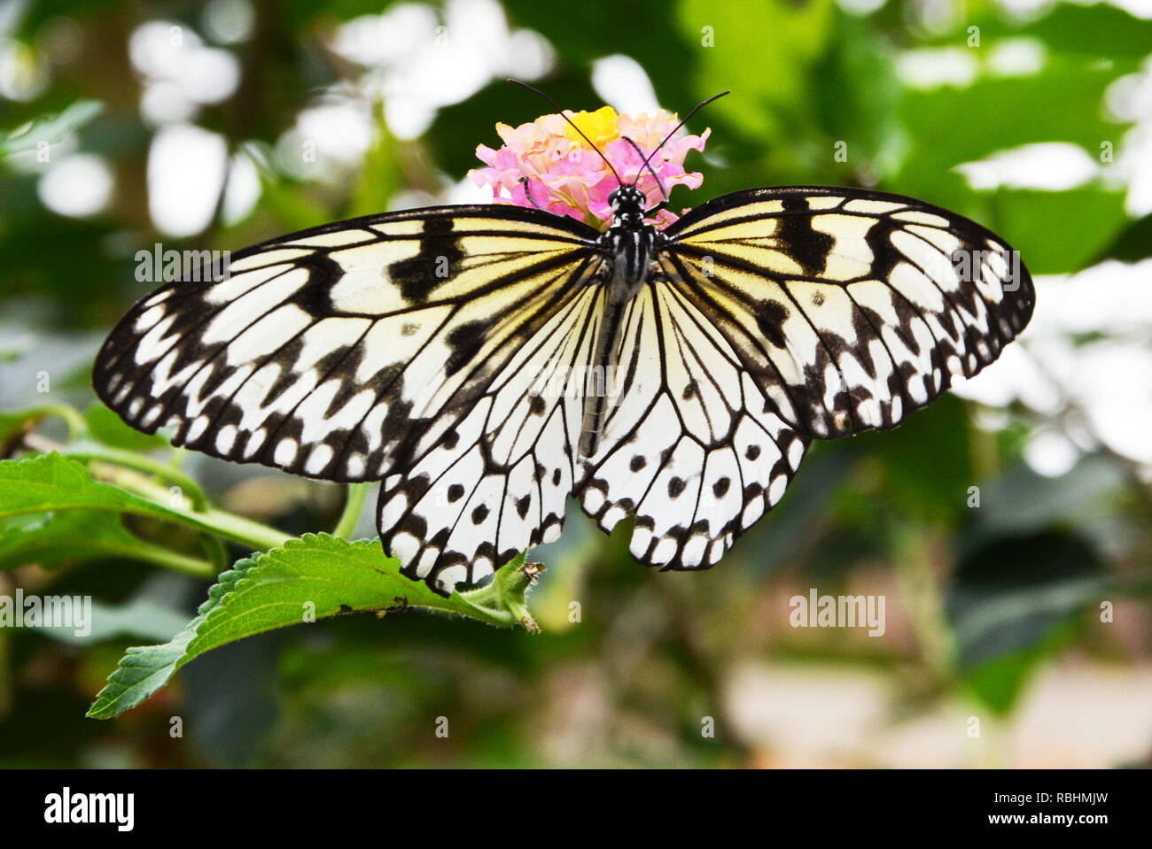Tree Nymph Butterfly (Idea leuconoe Stock Photo - Alamy