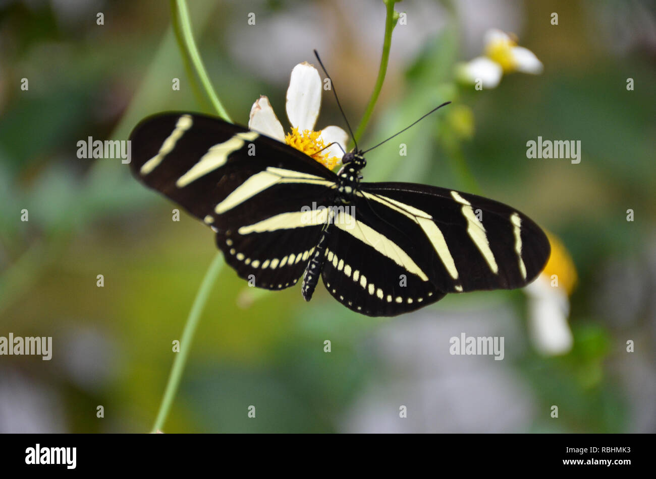 Zebra Longwing Butterfly (Heliconius charitonia Stock Photo - Alamy