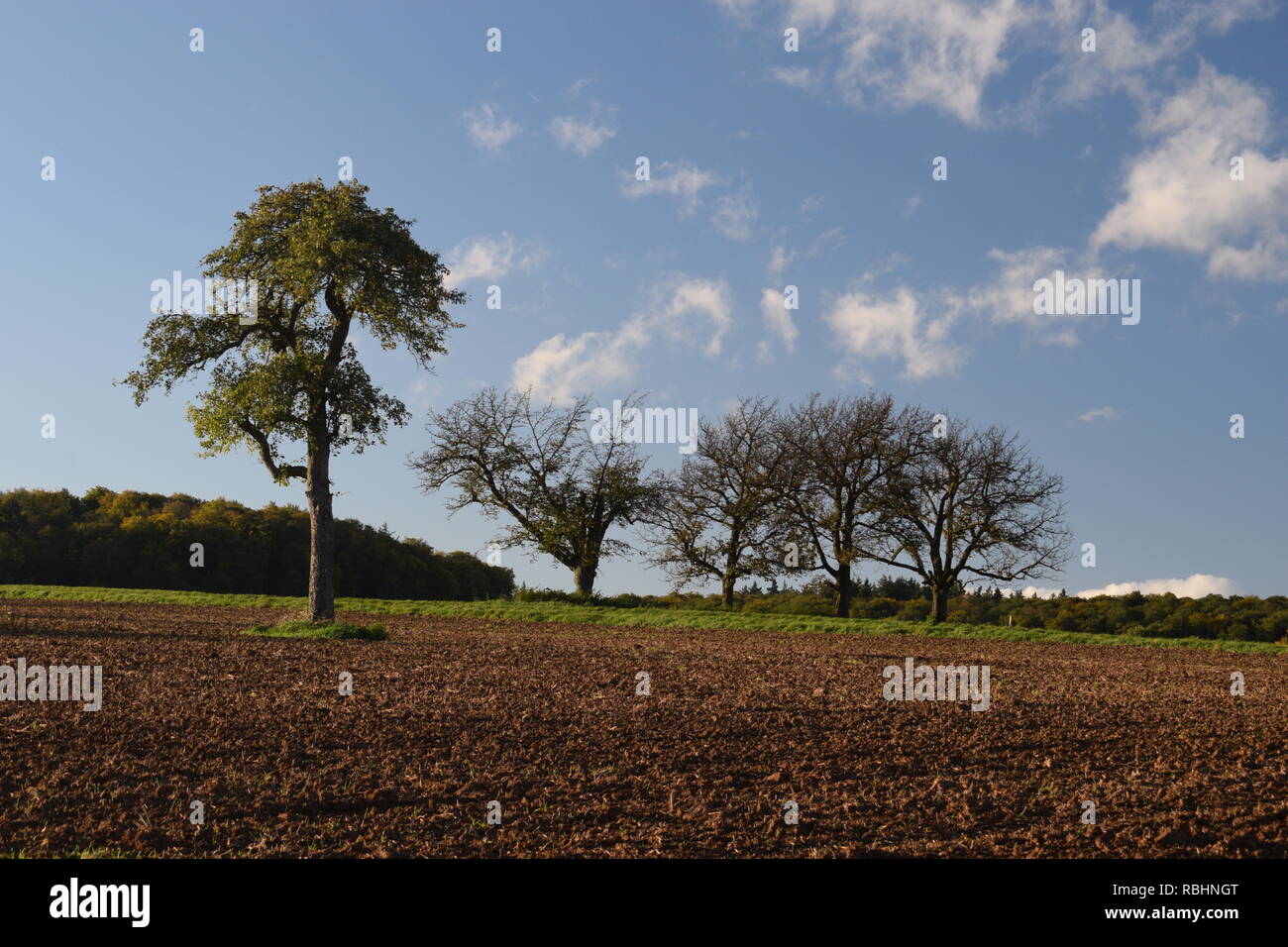 Autumn trees on a field Stock Photo - Alamy