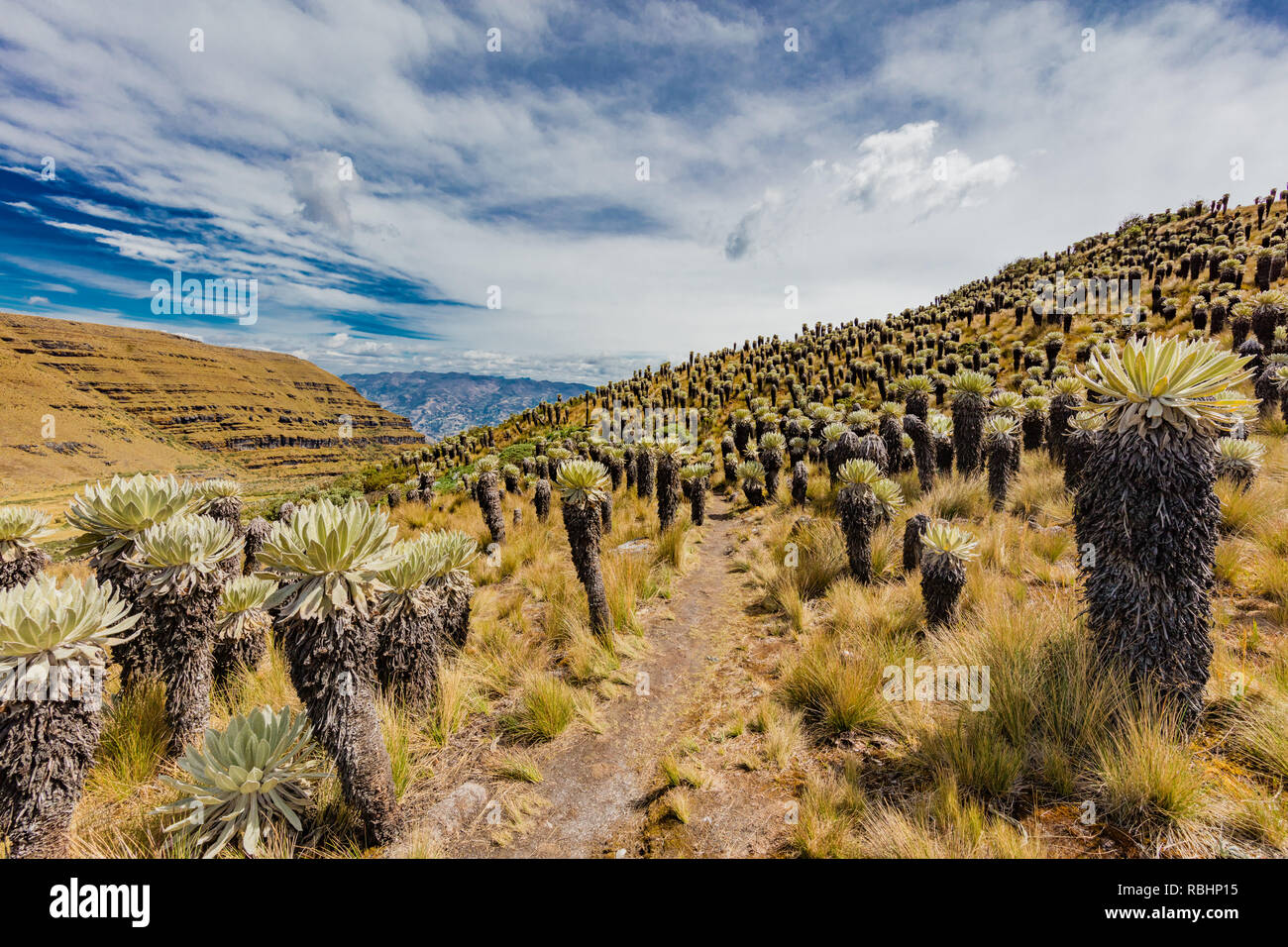 Paramo colombia hi-res stock photography and images - Alamy
