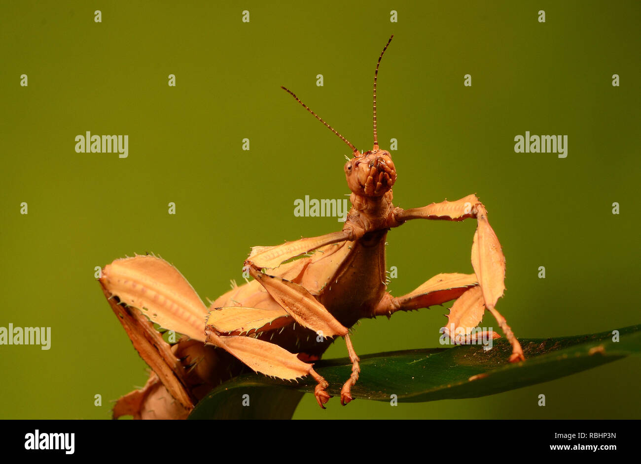 Macleay's Spectre Stick Insect (Extatosoma tiaratum Stock Photo - Alamy