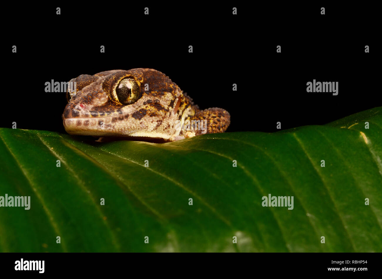 Ocelot gecko hi-res stock photography and images - Alamy