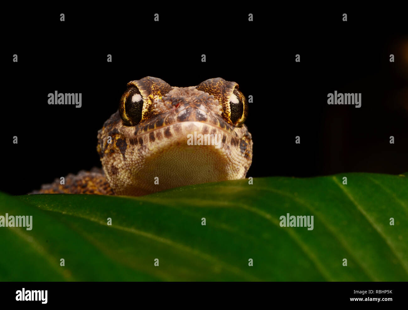 Madagascan Ground Gecko (Paroedura picta Stock Photo - Alamy