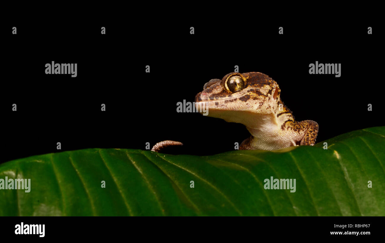 Madagascan Ground Gecko (Paroedura picta Stock Photo - Alamy