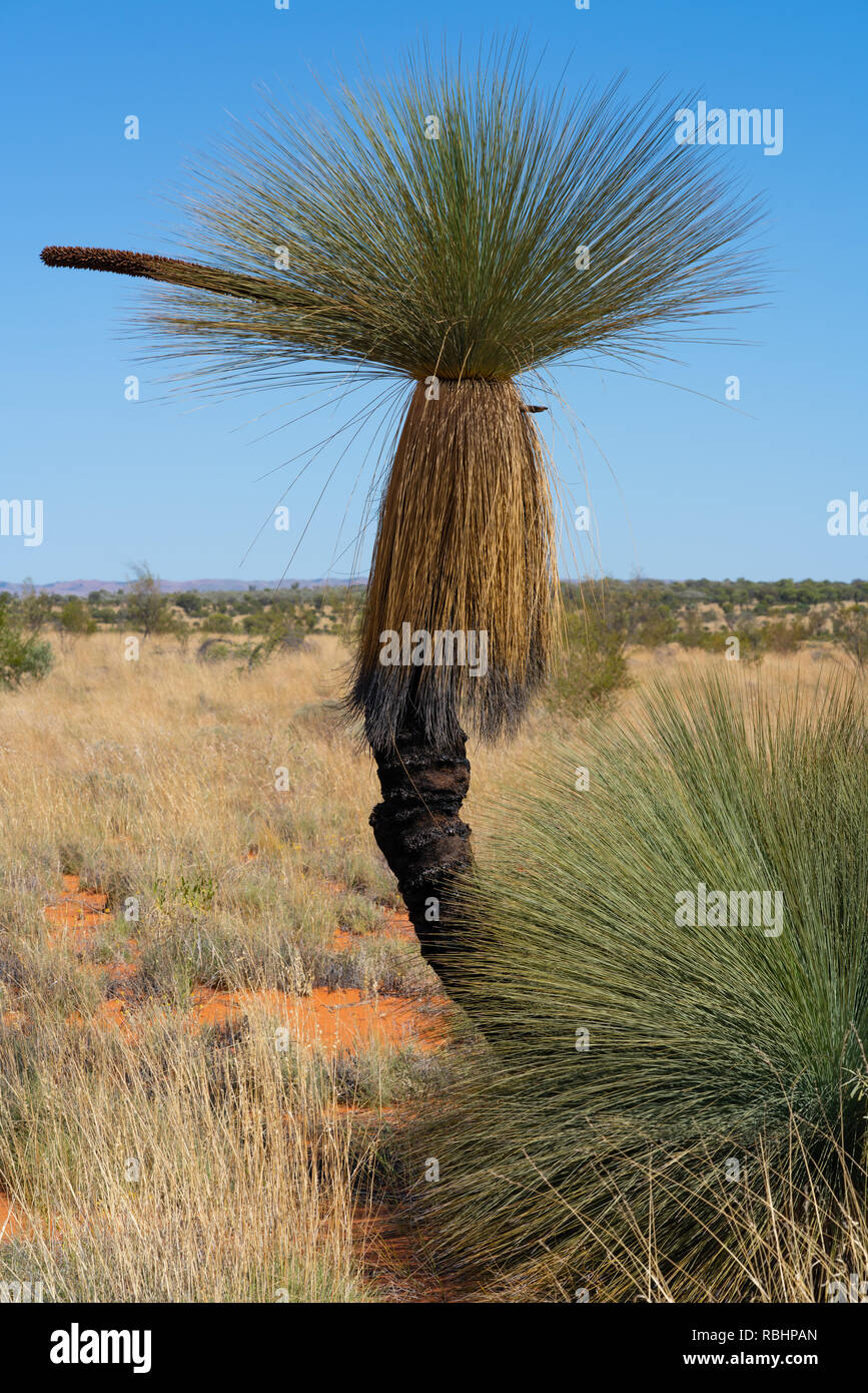 Xanthorrhoea hi-res stock photography and images - Alamy