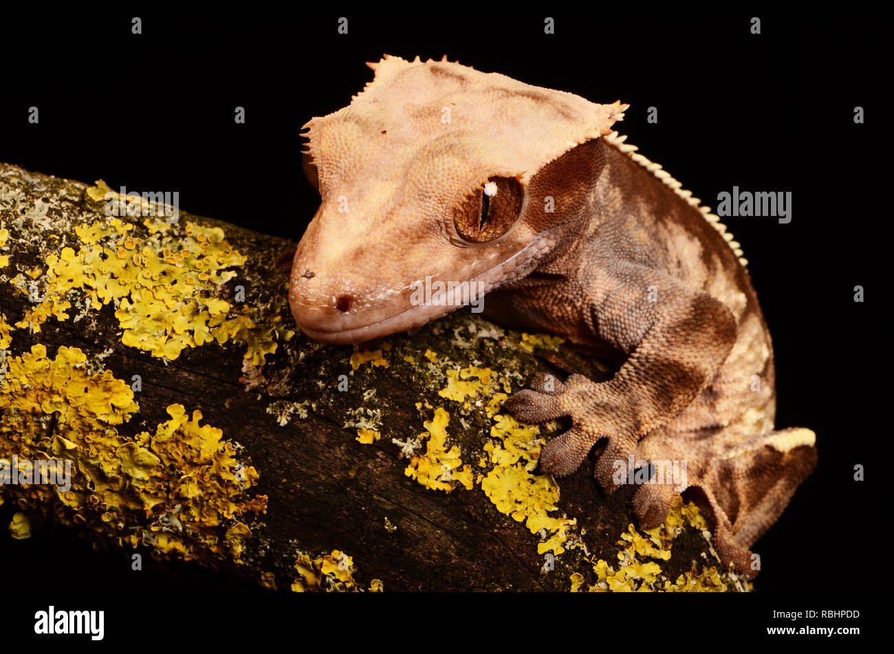 New Caledonian Crested Gecko (Rhacodactylus ciliates Stock Photo - Alamy