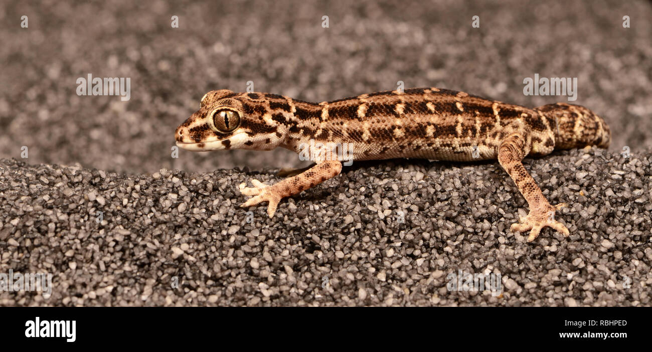 Viper Gecko (Teratolepis fasciata Stock Photo - Alamy