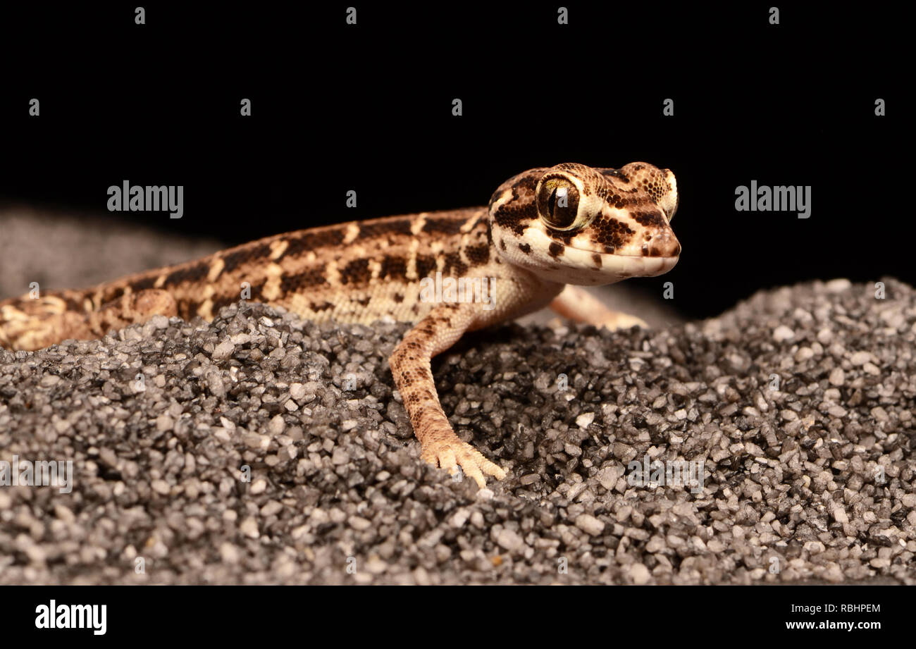 Viper Gecko (Teratolepis fasciata Stock Photo - Alamy