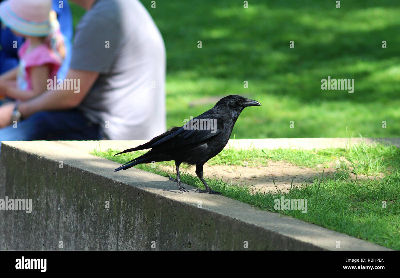 Curious raven hi-res stock photography and images - Alamy