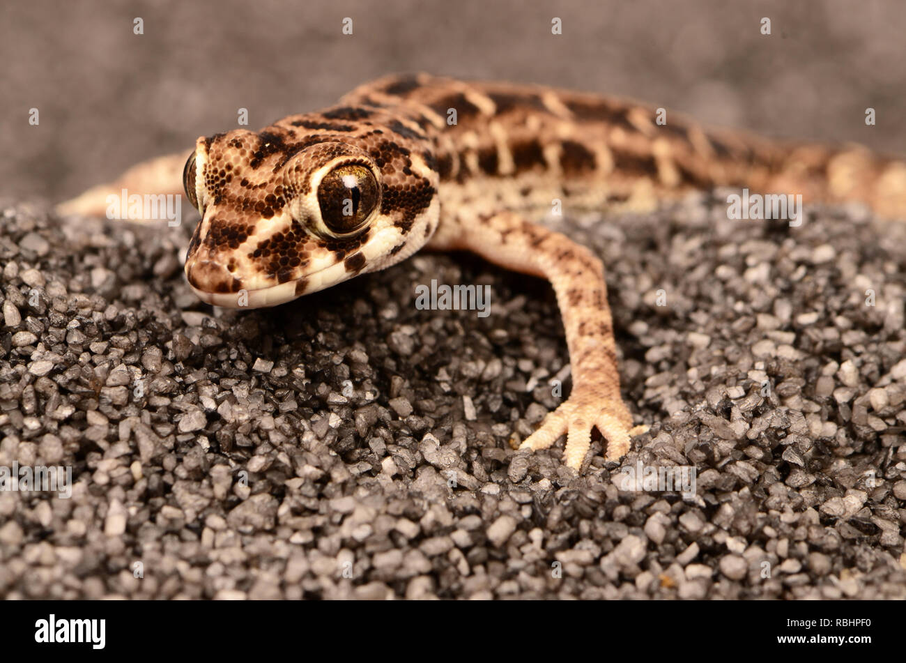 Viper Gecko (Teratolepis fasciata Stock Photo - Alamy