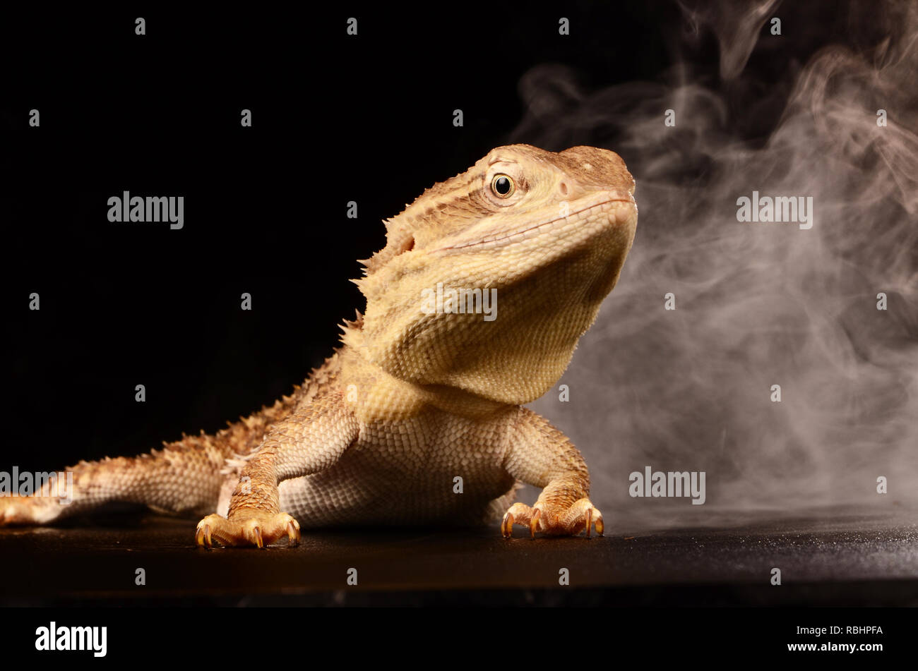 Pogona Henrylawsoni High Resolution Stock Photography and Images - Alamy