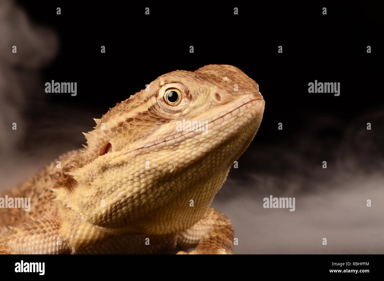 Rankins Dragon Lizard (Pogona henrylawsoni Stock Photo - Alamy