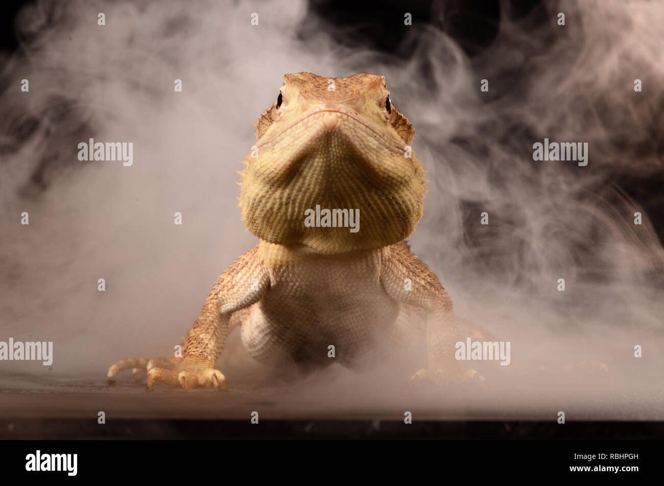 Rankins Dragon High Resolution Stock Photography and Images - Alamy