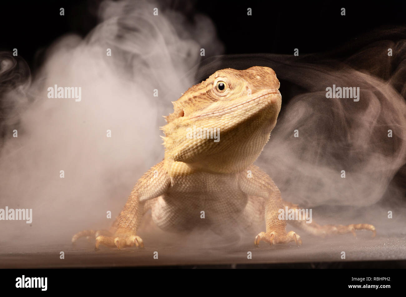 Rankins Dragon Lizard (Pogona henrylawsoni Stock Photo - Alamy