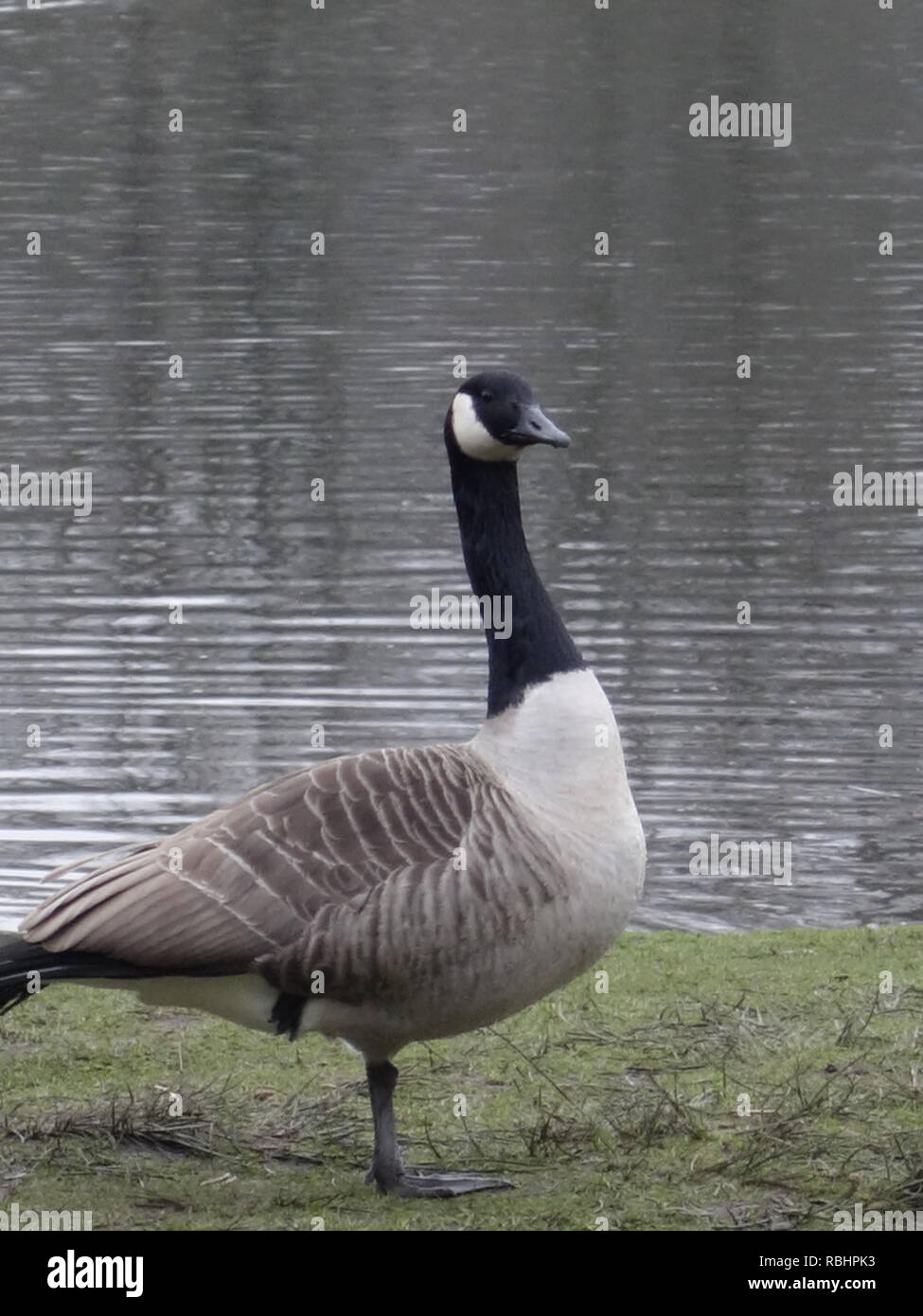 Waterfowl collection goose hi-res stock photography and images - Alamy