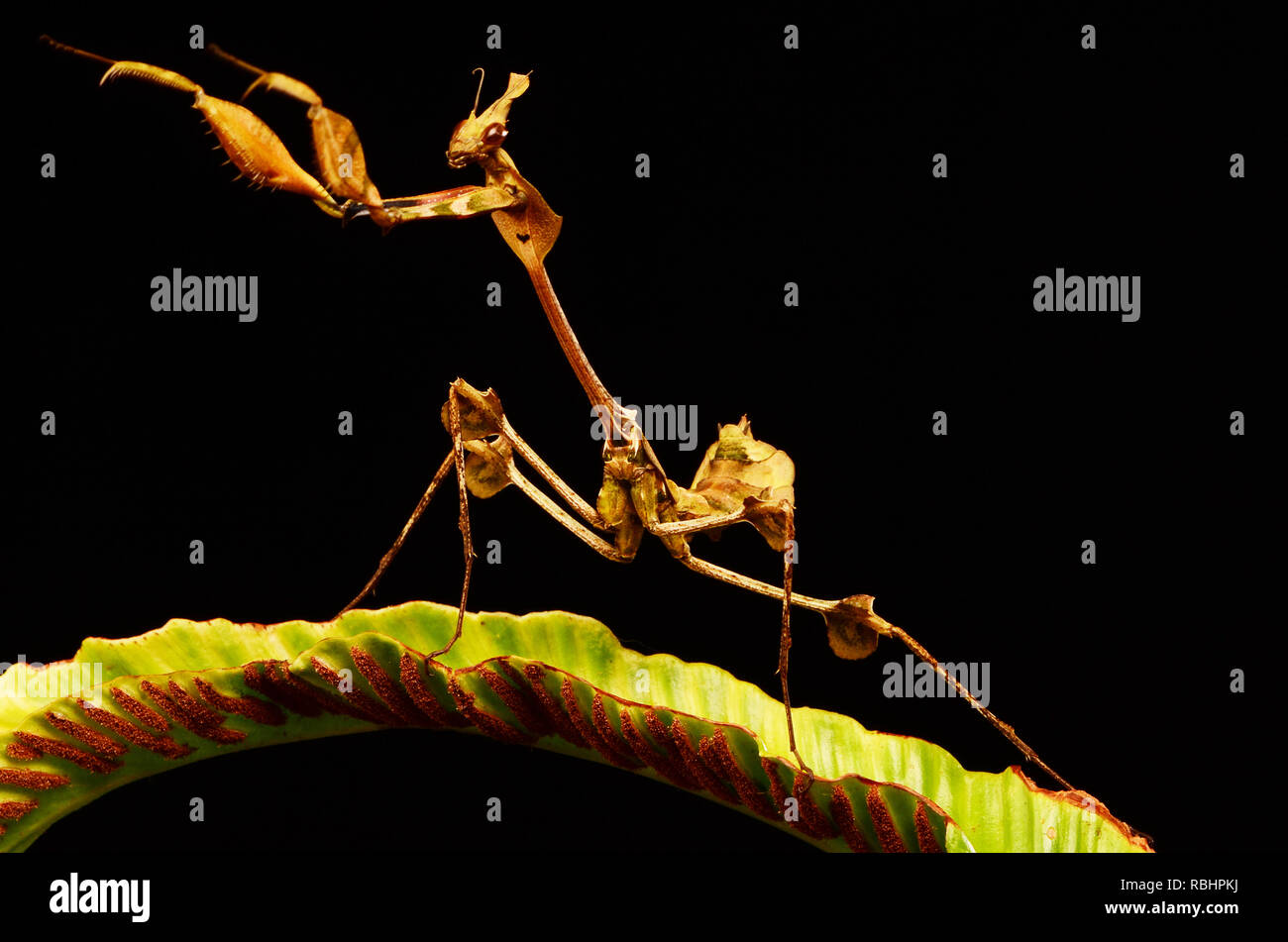 Violin Mantis (Gongylus gongylodes Stock Photo - Alamy
