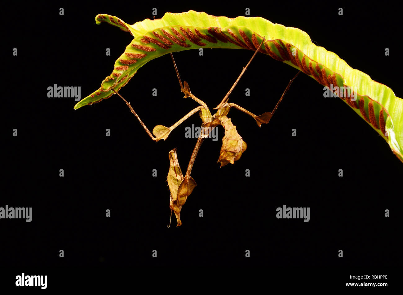 Violin Mantis (Gongylus gongylodes Stock Photo - Alamy