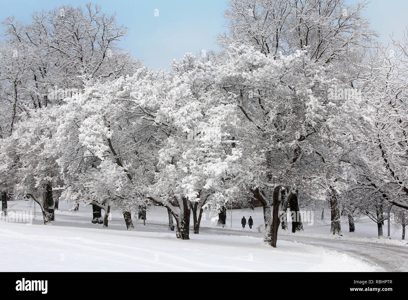 Helsinki trees hi-res stock photography and images - Alamy