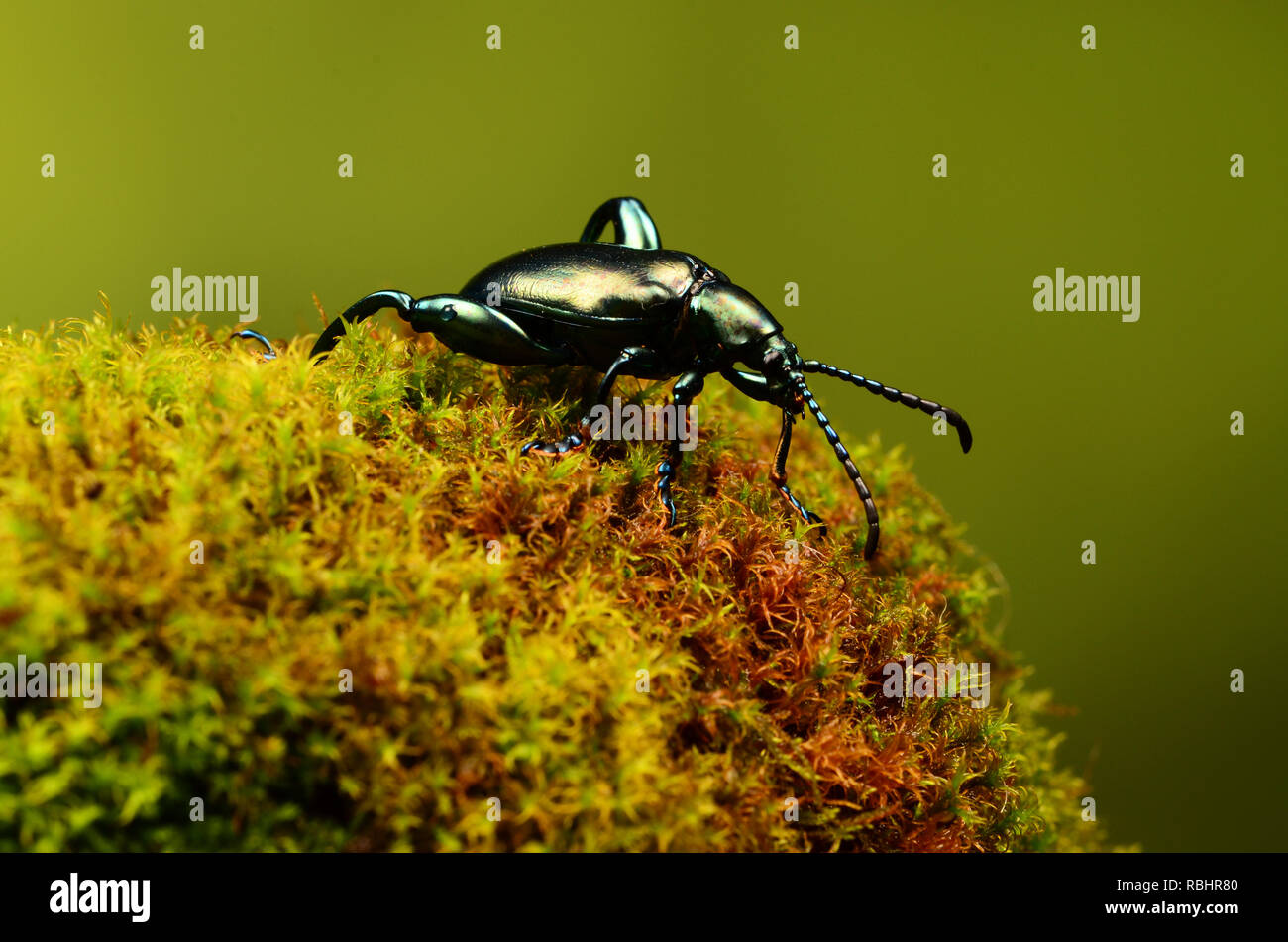 Green Frog-Legged Leaf Beetle (Sagra femorata Stock Photo - Alamy