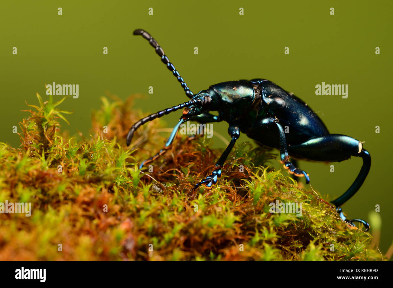 Green Frog-Legged Leaf Beetle (Sagra femorata Stock Photo - Alamy