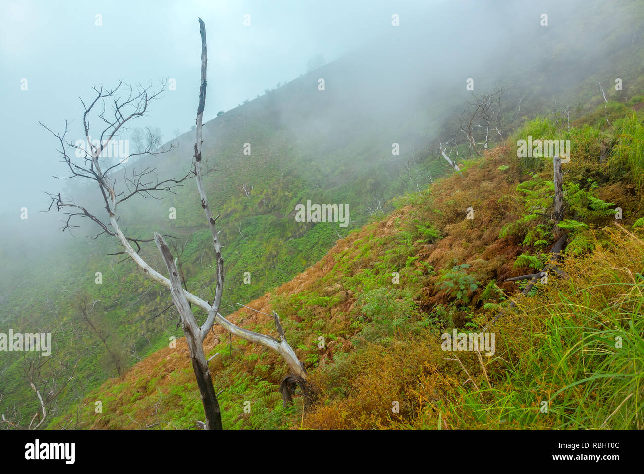 Tropical mountain slope hi-res stock photography and images - Alamy