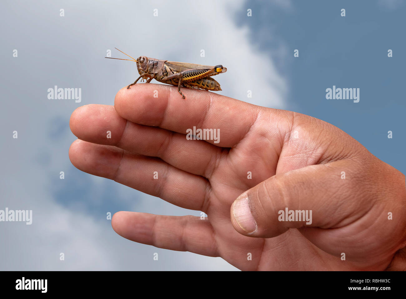 Grasshopper closeup on human hand with sky background Stock Photo - Alamy