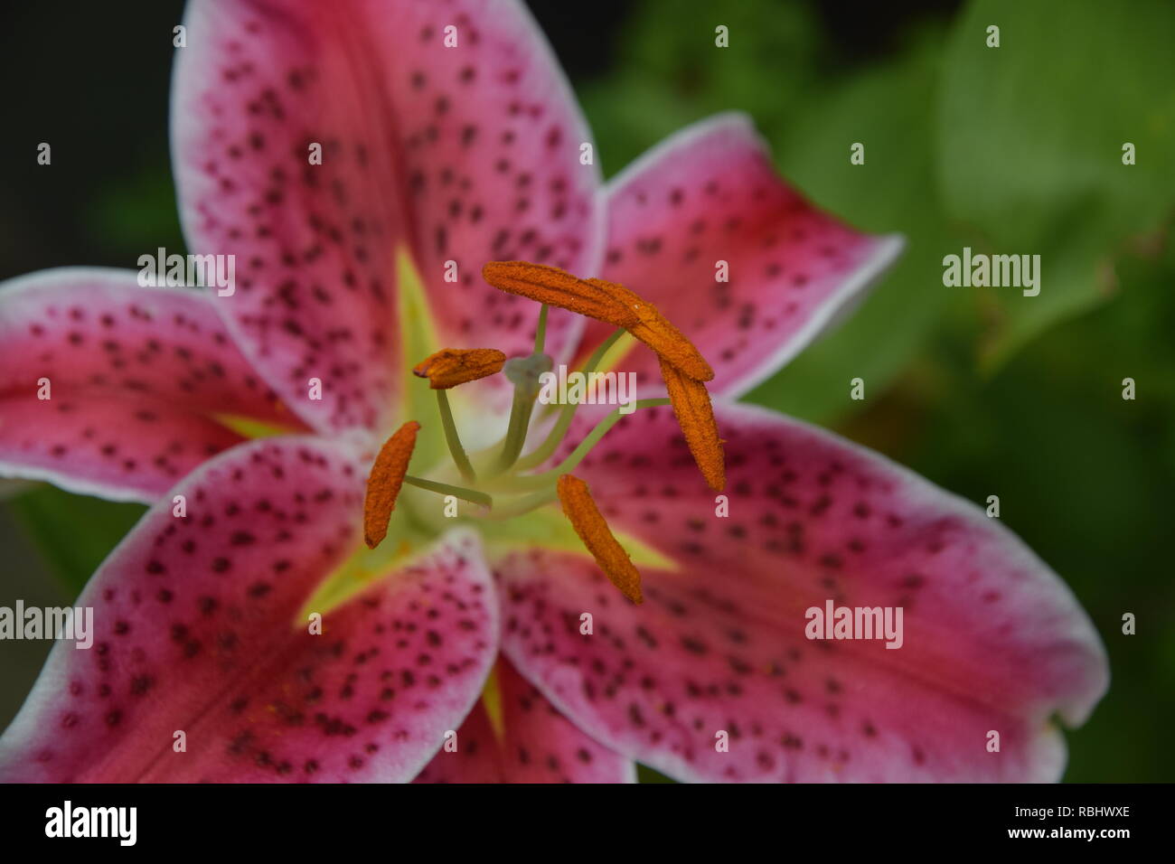 Oriental lily uk hi-res stock photography and images - Alamy