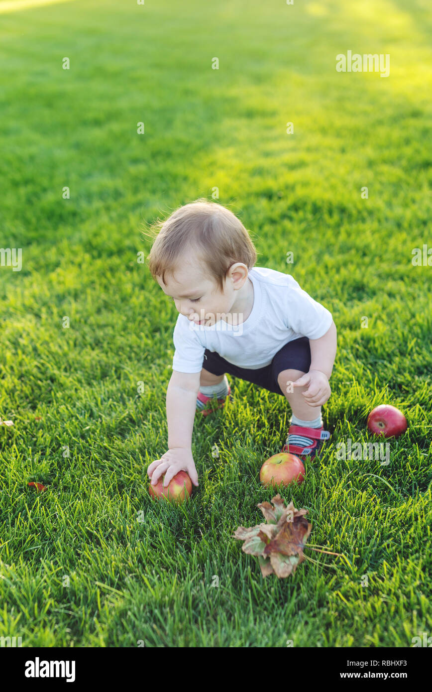 Cute baby playing with apples on a green lawn in the Park. The concept ...