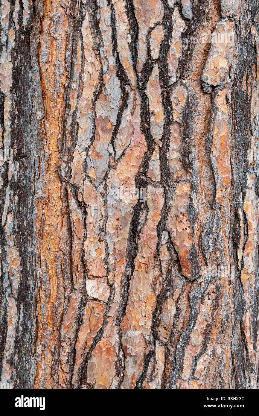 Pinus Sylvestris Bark