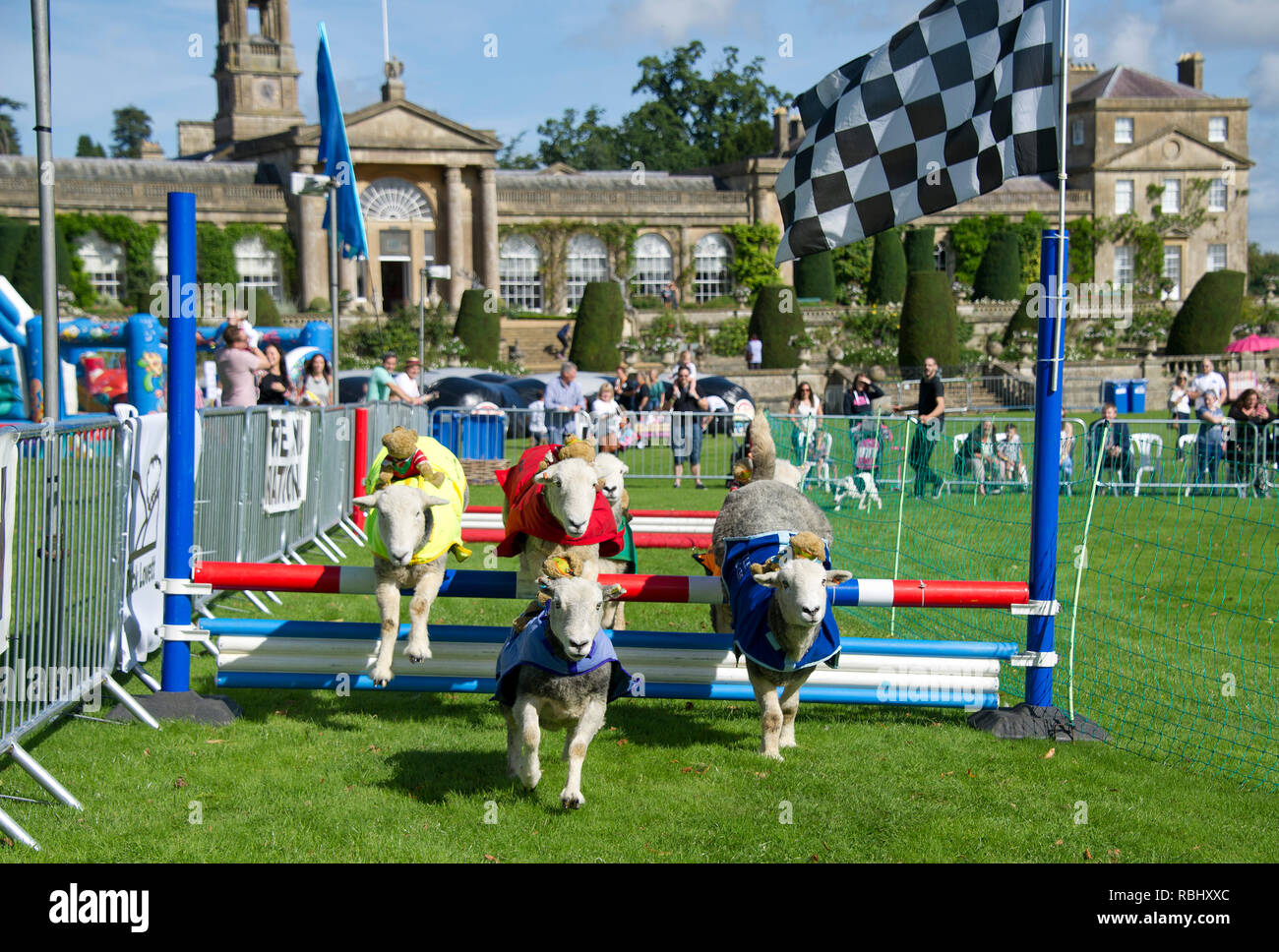 Sheep race animal hi-res stock photography and images - Alamy