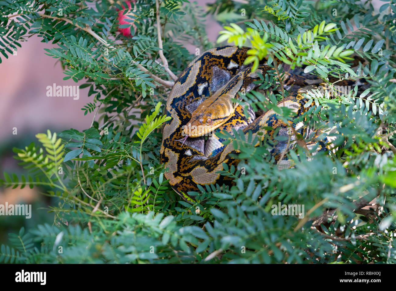 Colorful Asian rock python sticking tongue out while curling itself up ...