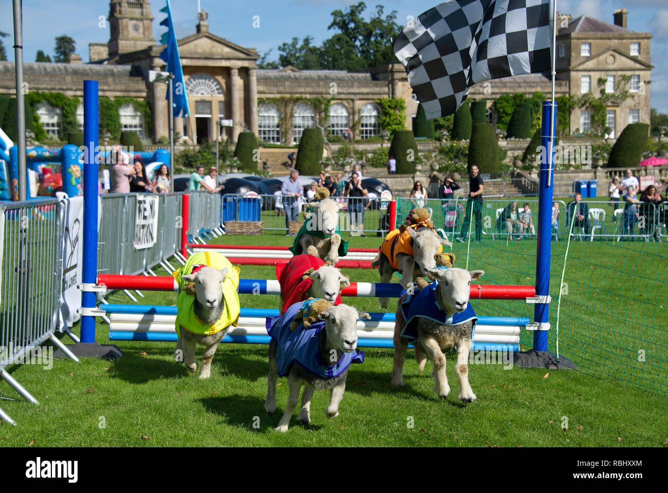 Sheep racing at an event at Bowood House, Wiltshire, UK Stock Photo - Alamy