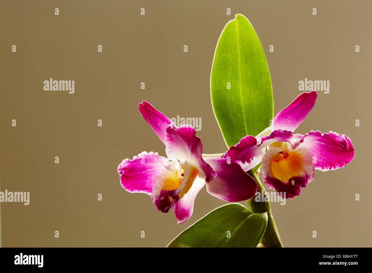 Dendrobium orchid leaves hi-res stock photography and images - Alamy