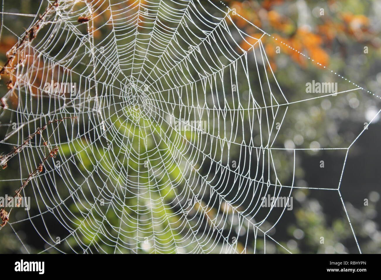 Cobwebs halloween hi-res stock photography and images - Alamy