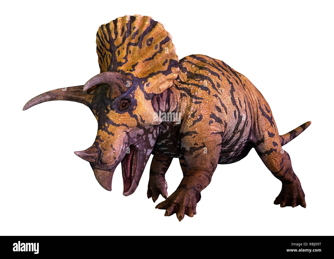 3D rendering of a dinosaur Triceratops isolated on white background ...