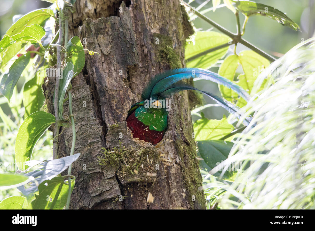 Resplendent Quetzal (Pharomachrus mocinno Stock Photo - Alamy