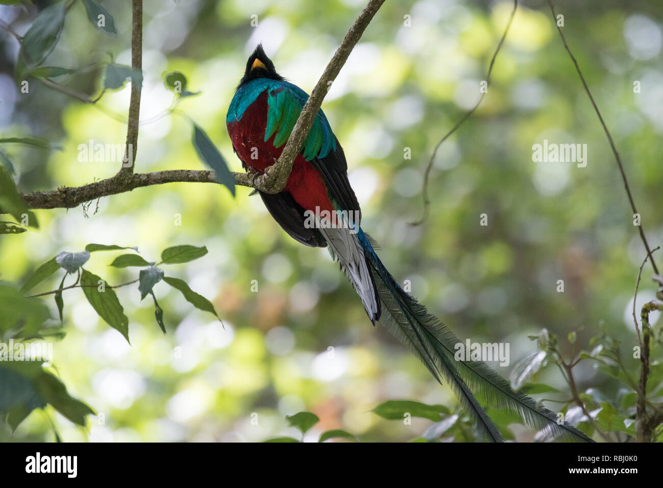 Resplendent Quetzal (Pharomachrus mocinno Stock Photo - Alamy