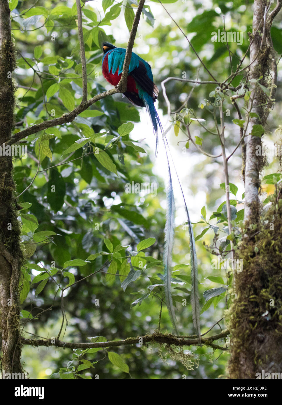 Resplendent Quetzal (Pharomachrus mocinno Stock Photo - Alamy