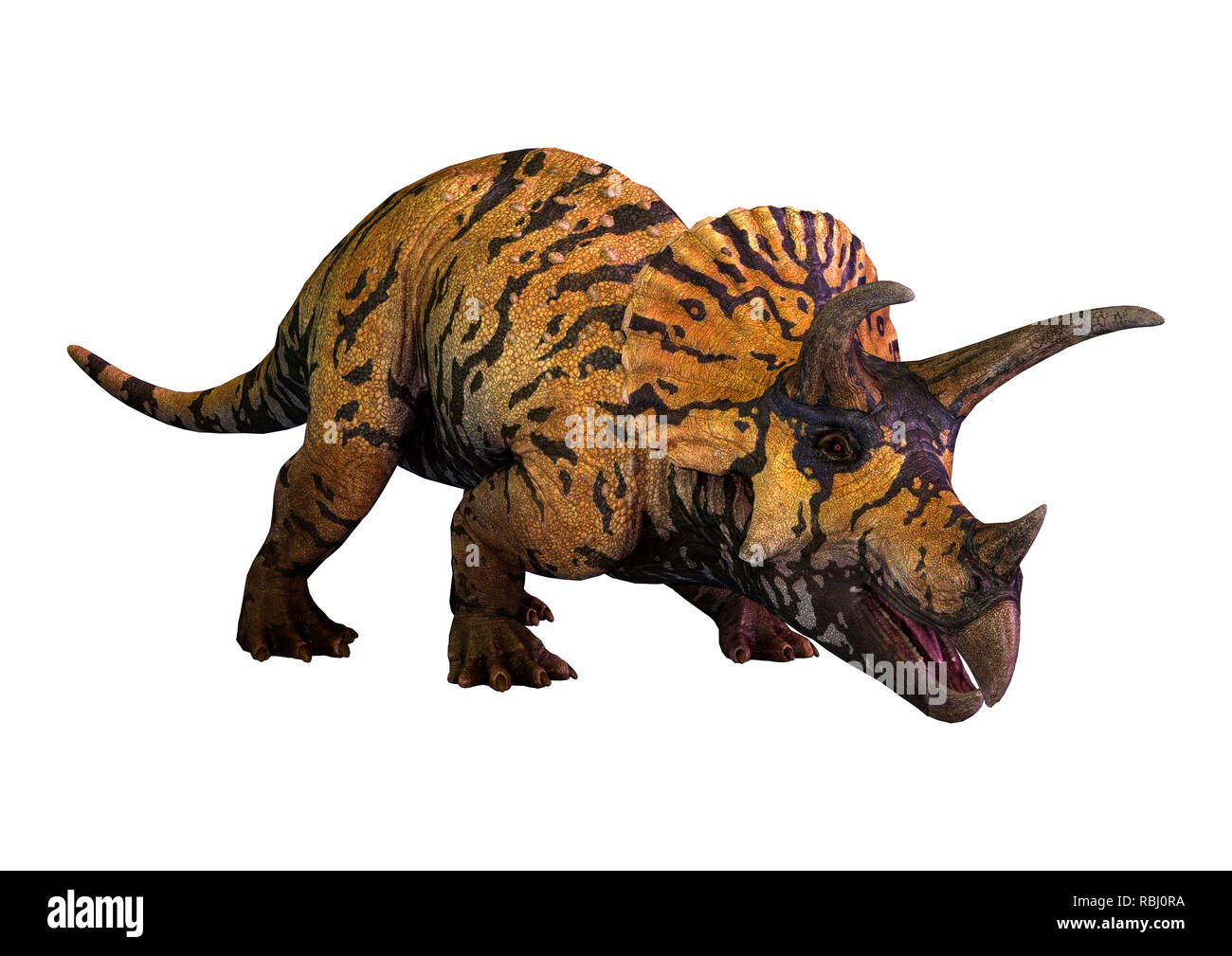 3D rendering of a dinosaur Triceratops isolated on white background ...