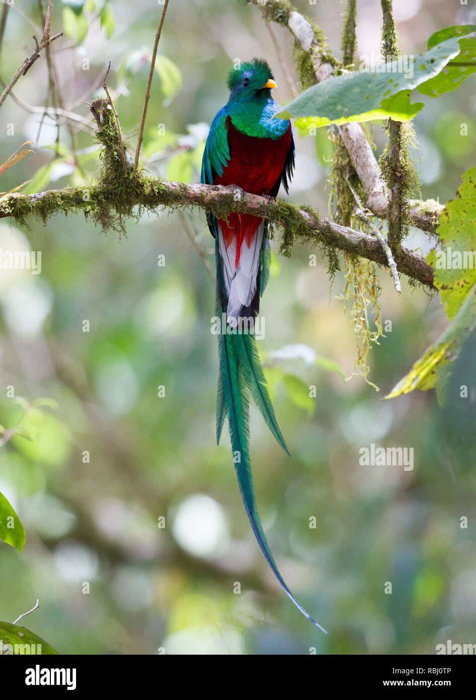 Quetzal hi-res stock photography and images - Alamy