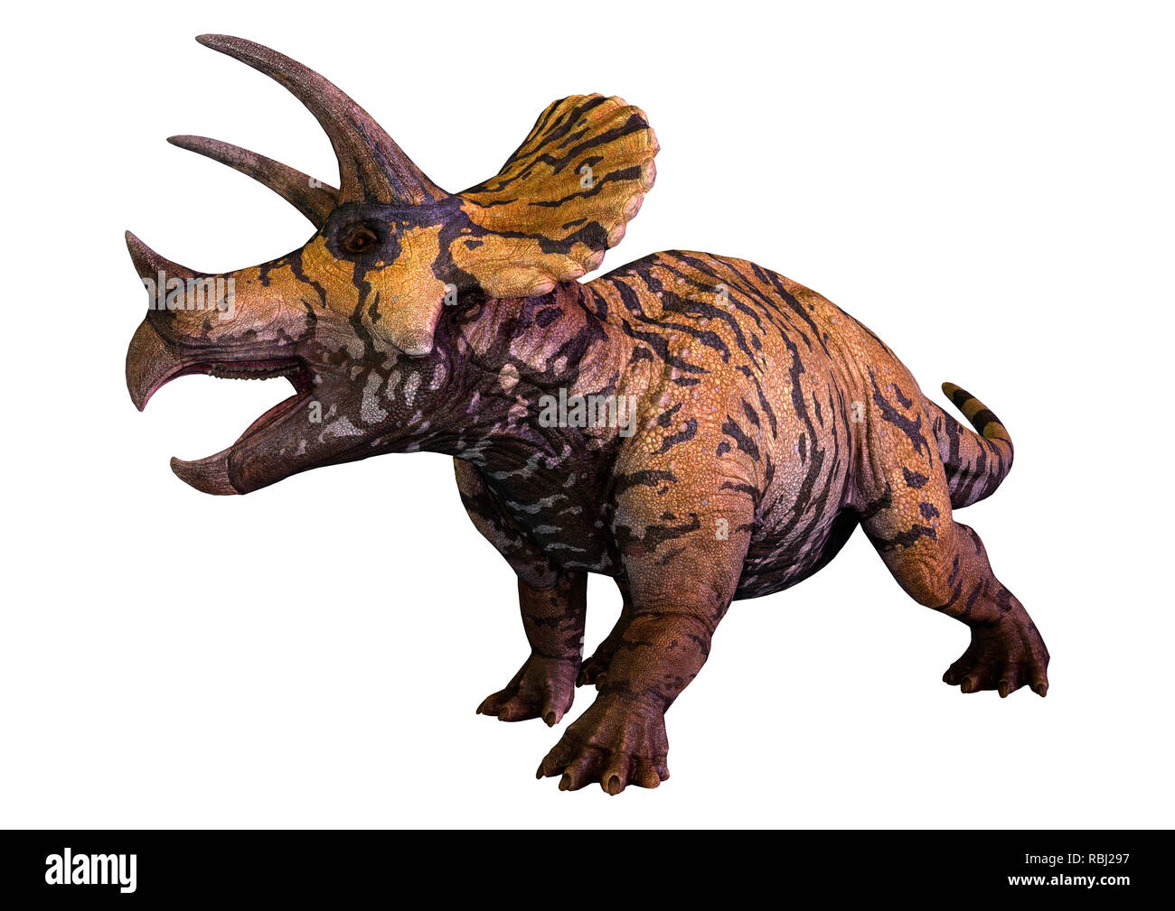 3D rendering of a dinosaur Triceratops isolated on white background ...